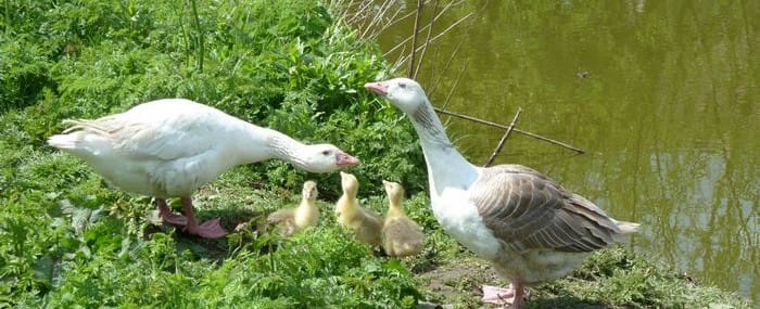 Shetland goose - Alchetron, The Free Social Encyclopedia
