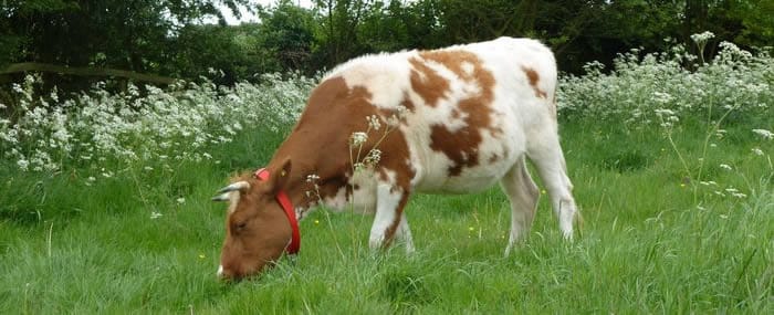 Shetland Cattle | Green Tree Farm, York, North Yorkshire